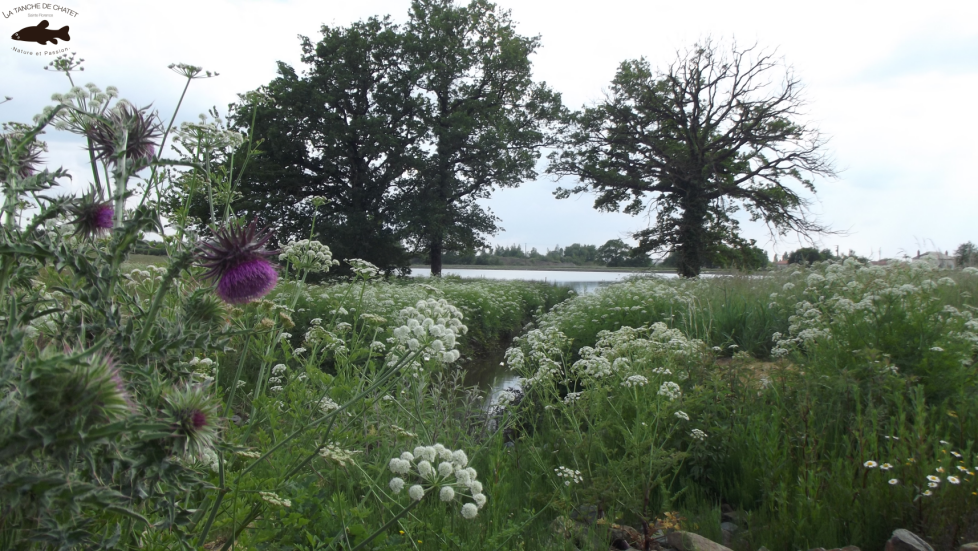 plan d’eau_chardon_min : Ville Essarts-en-Bocage